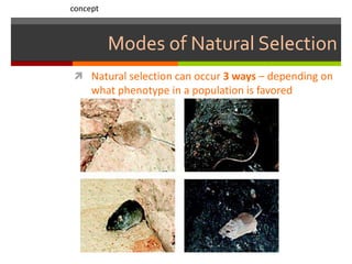AP Biology Modes of selection lesson | PPT