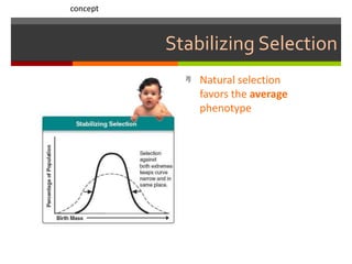 AP Biology Modes of selection lesson | PPT
