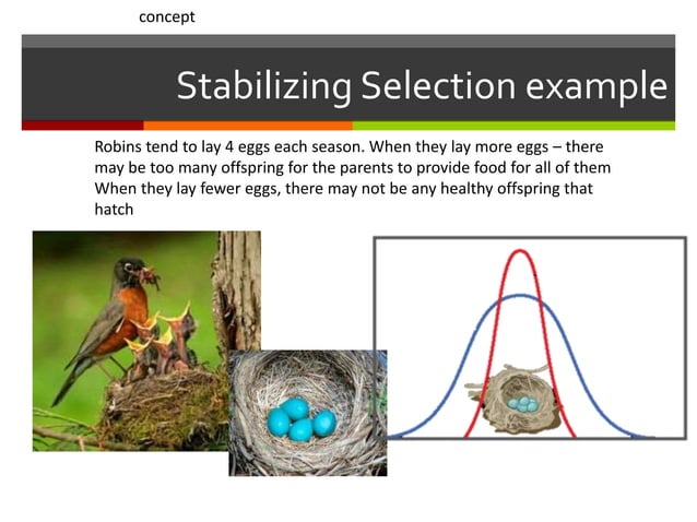 AP Biology Modes of selection lesson | PPT