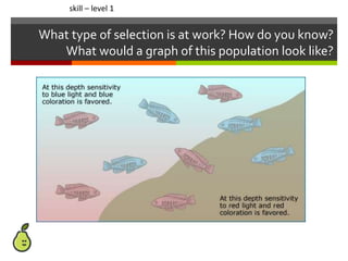 AP Biology Modes of selection lesson | PPT