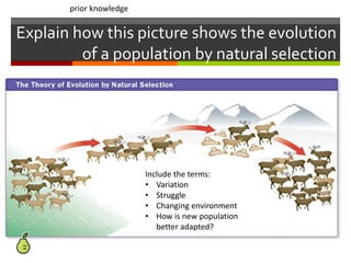 AP Biology Modes of selection lesson | PPT