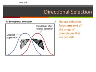 Directional Selection Example