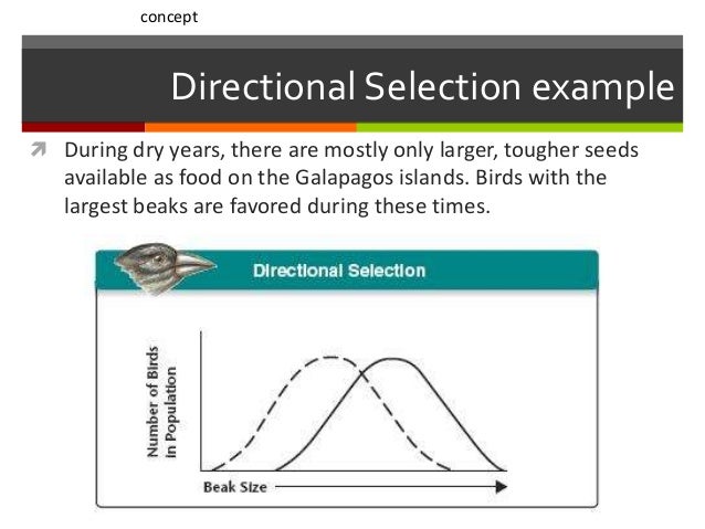 AP Biology Modes of selection lesson