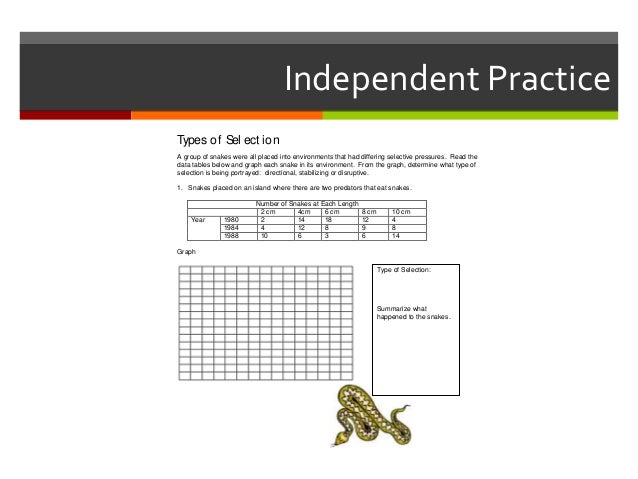 AP Biology Modes Of Selection Lesson ap-biology-modes-of-selection-lesson