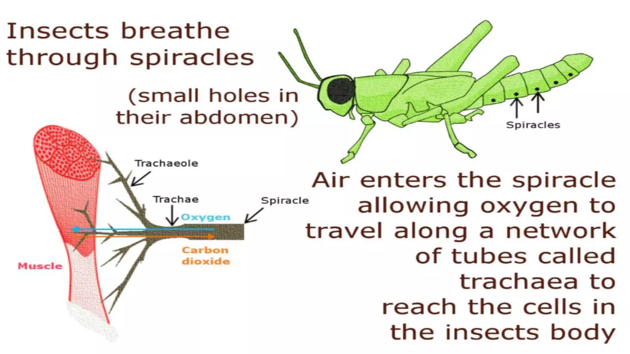 Modification in respiratory organs and respiration in endoparasitic ...