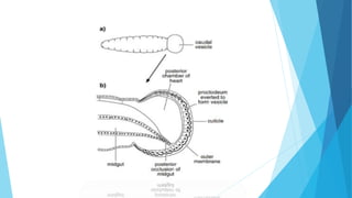 Modification in respiratory organs and respiration in endoparasitic ...