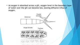 Modification in respiratory organs and respiration in endoparasitic ...
