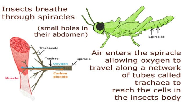 Modification in respiratory organs and respiration in endoparasitic ...