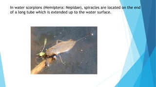Modification in respiratory organs and respiration in endoparasitic ...