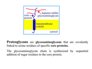 Modification of Carbohydrates.ppt