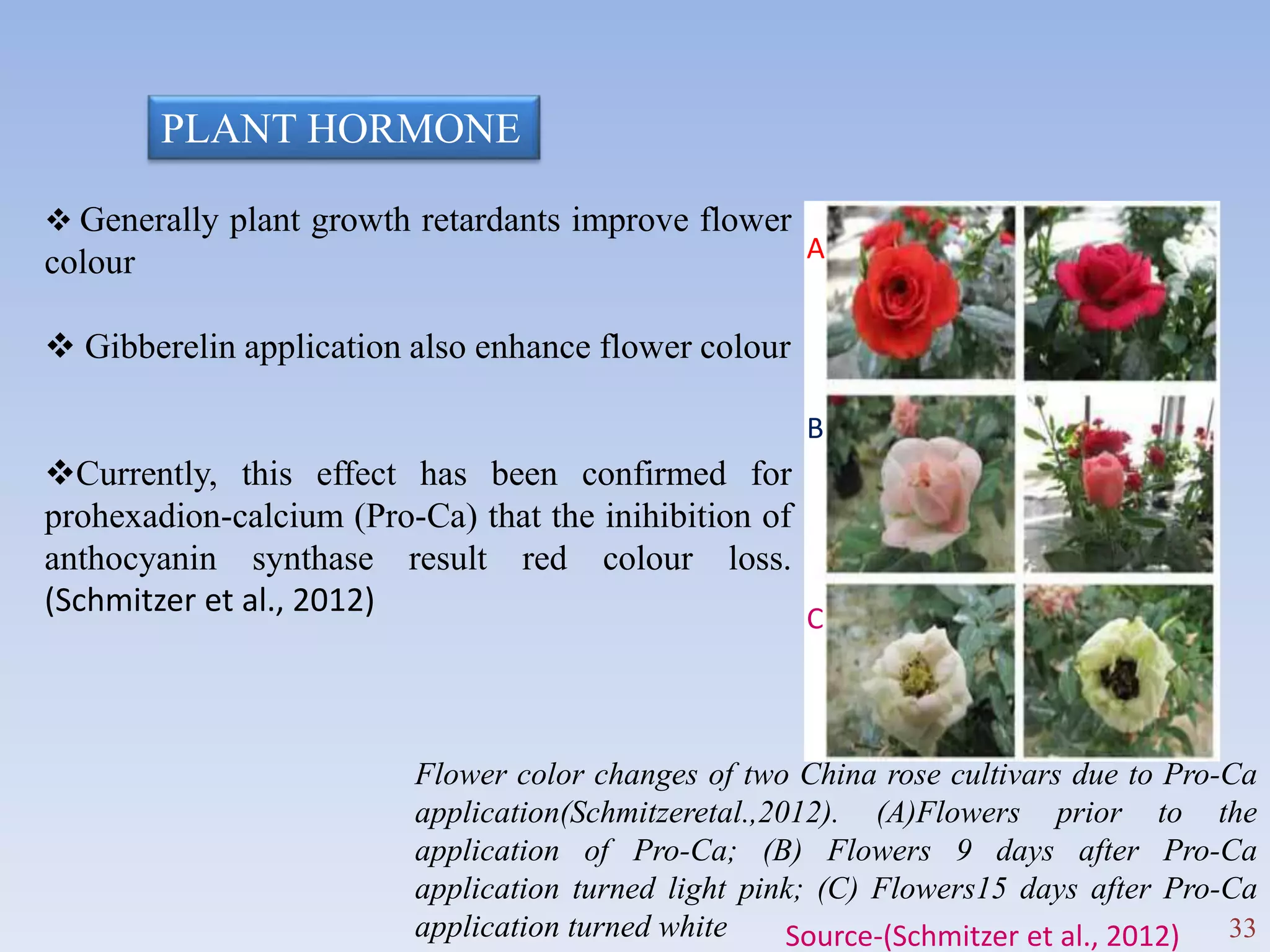 FLOWER COLOUR MODIFICATION | PPTX