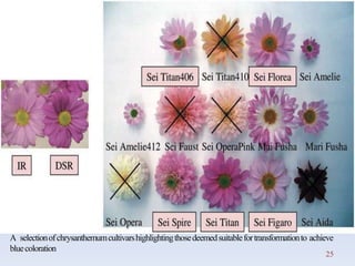 FLOWER COLOUR MODIFICATION | PPTX