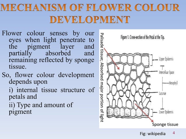FLOWER COLOUR MODIFICATION | PPTX | Gardening | Home & Garden