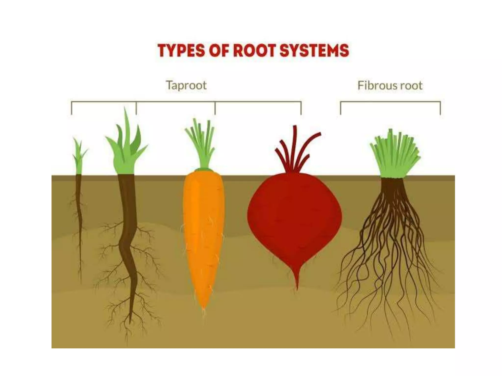 modification of root.pptx