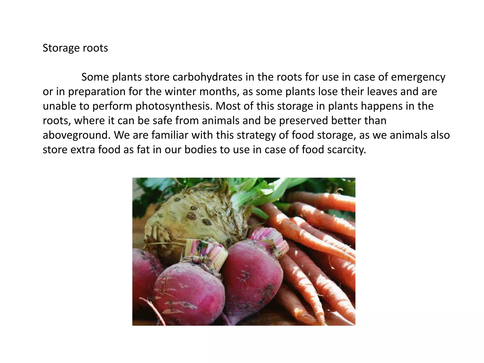 modification of root.pptx