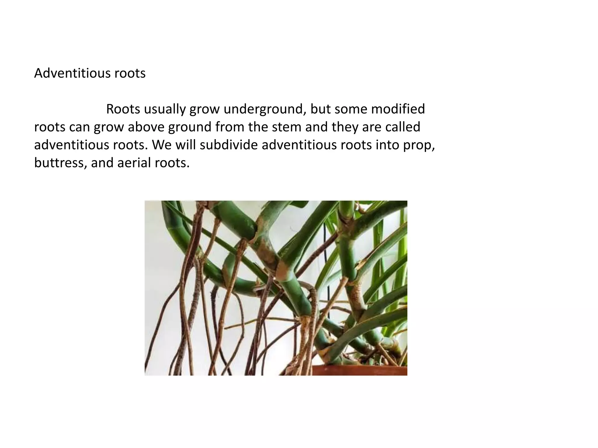 modification of root.pptx