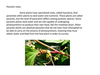 modification of root.pptx