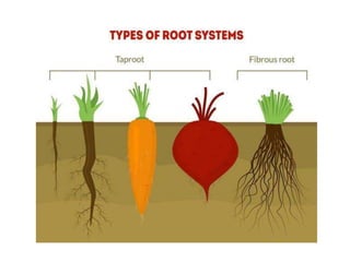 modification of root.pptx