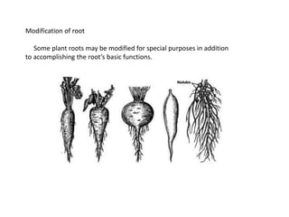 modification of root.pptx