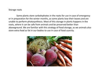 modification of root.pptx