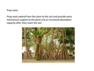 modification of root.pptx