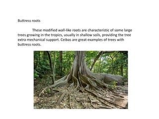 modification of root.pptx