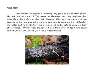 modification of root.pptx