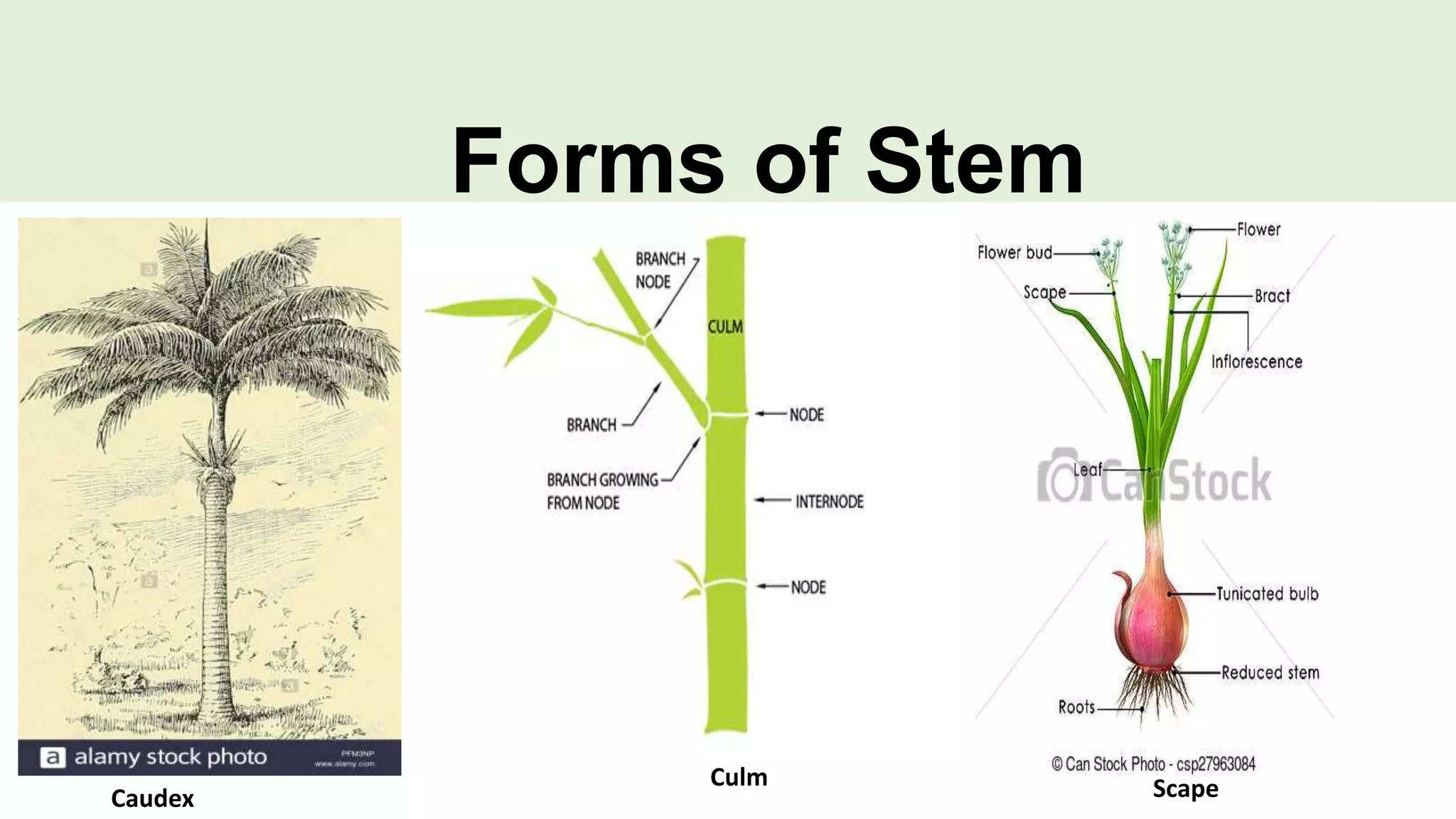Modification of stem | PPTX
