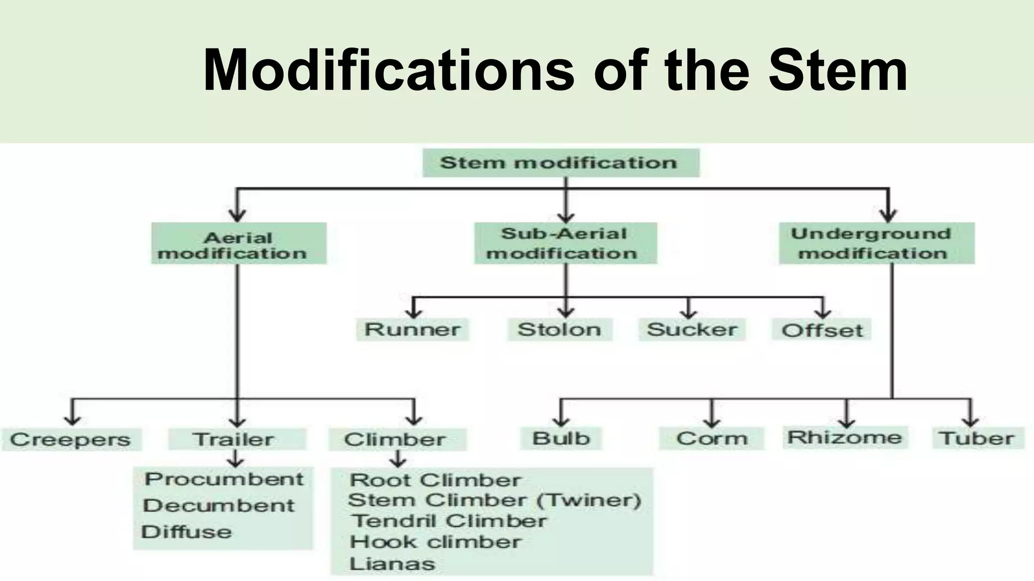 Modification of stem | PPTX