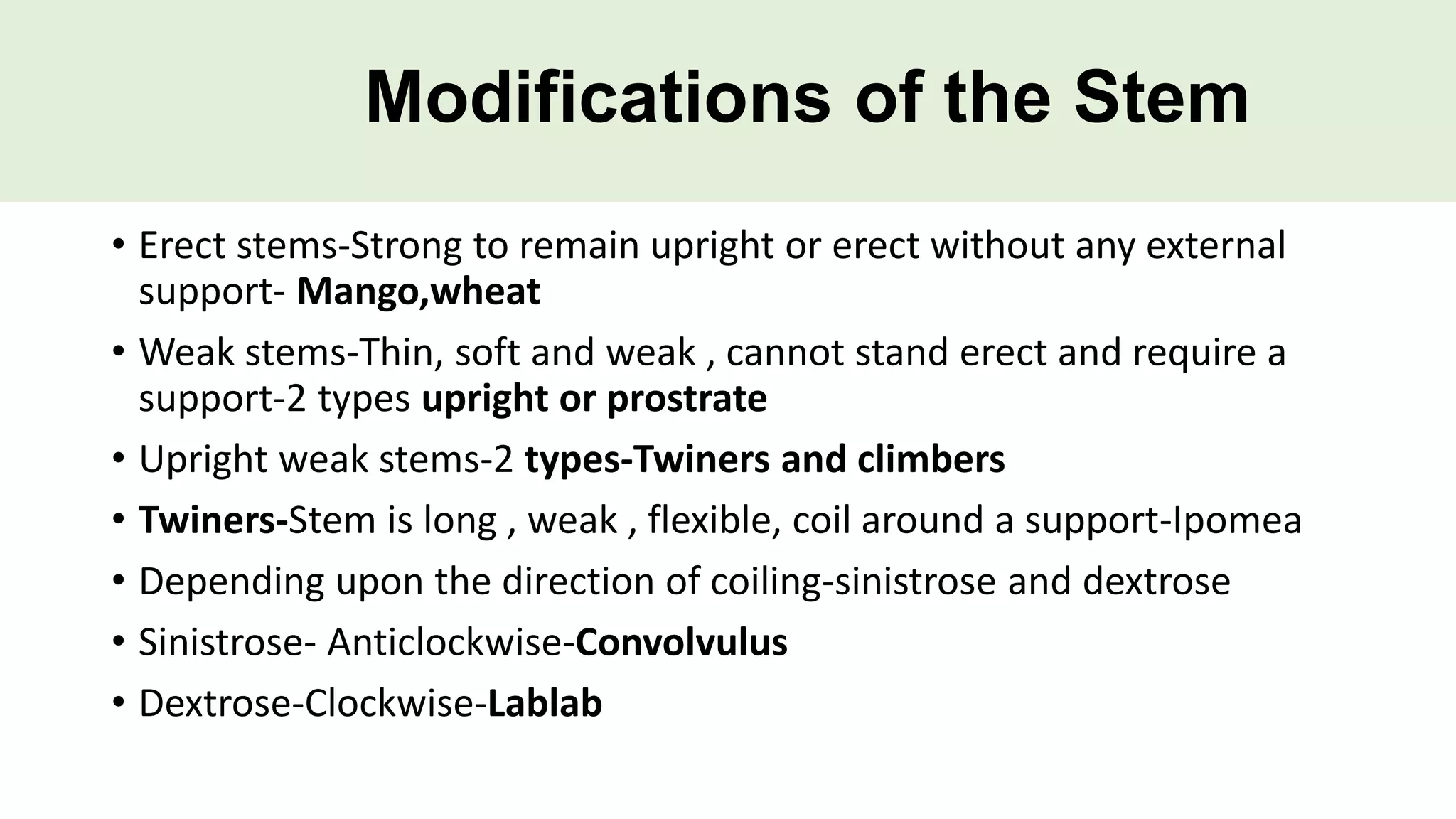 Modification of stem | PPTX