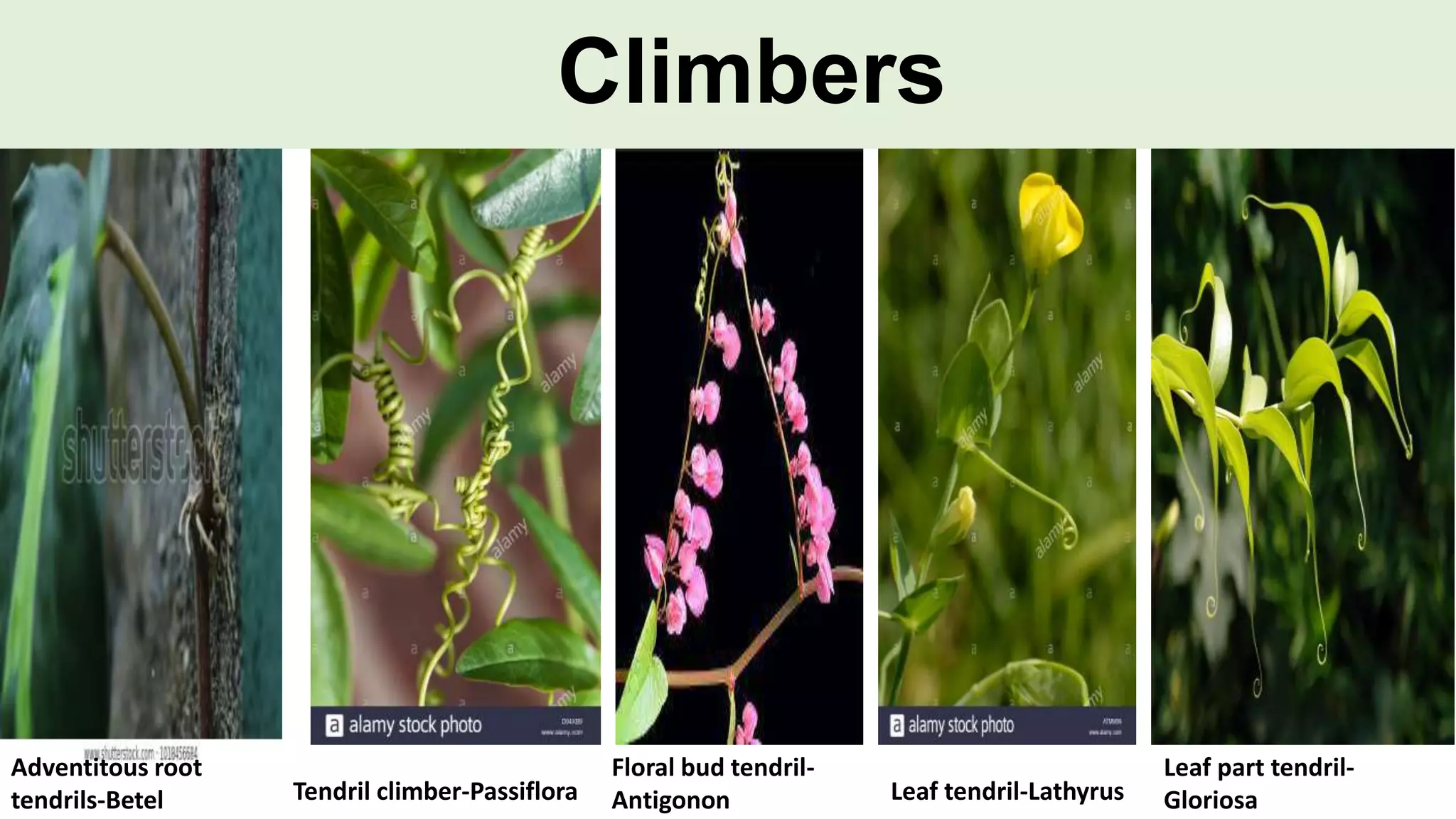 Modification of stem | PPTX