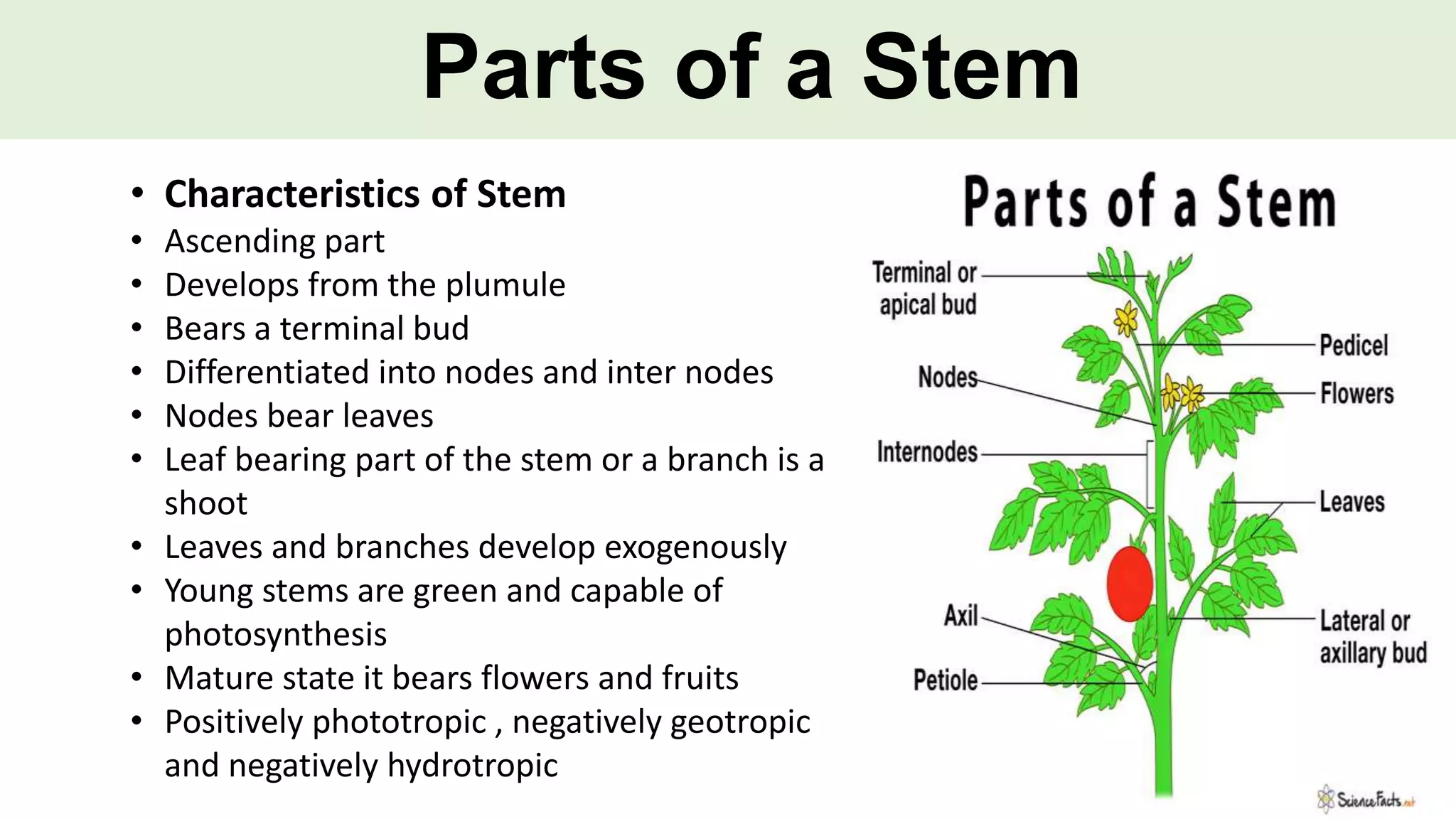 Modification of stem | PPTX