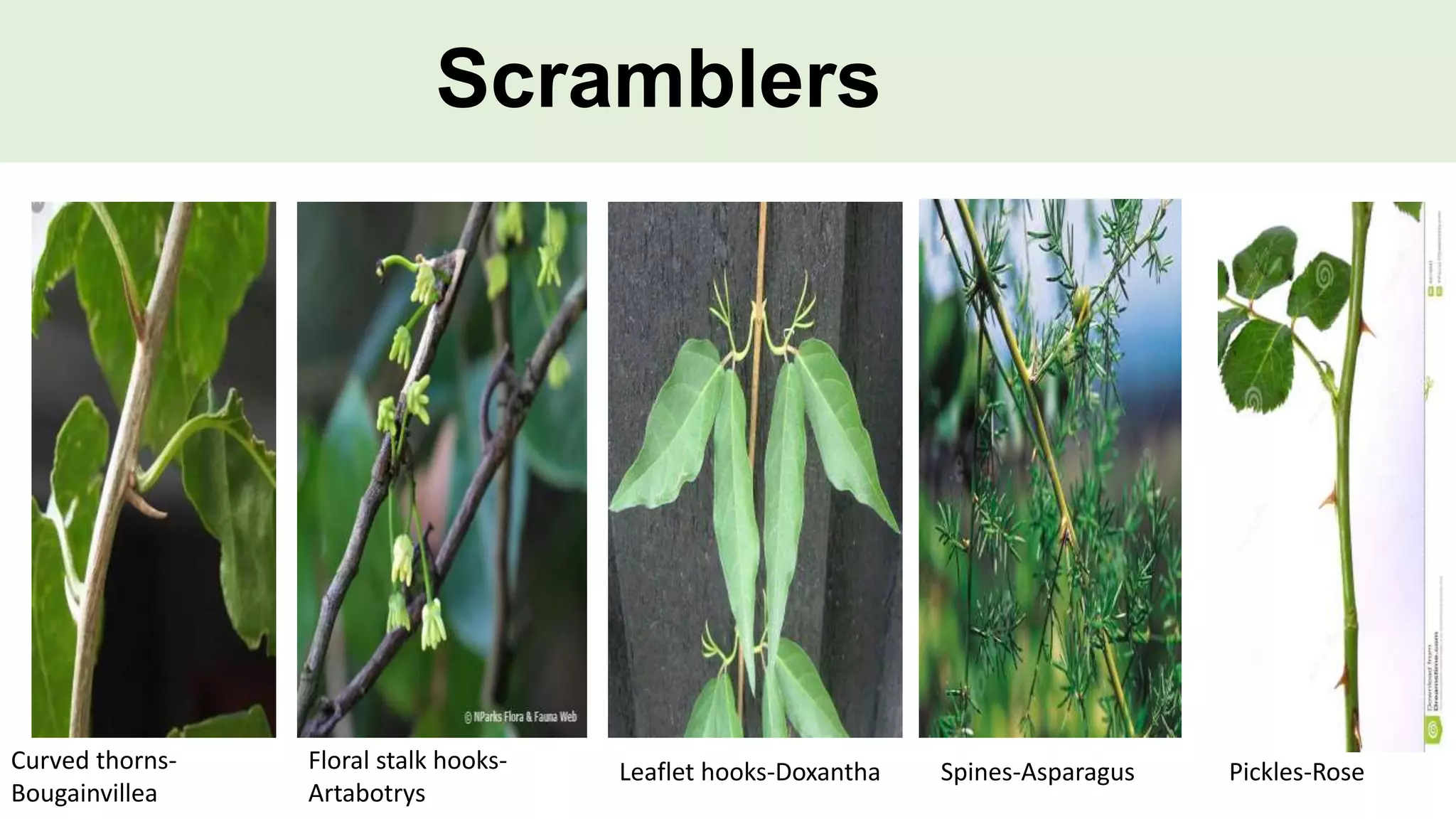 Modification of stem | PPTX