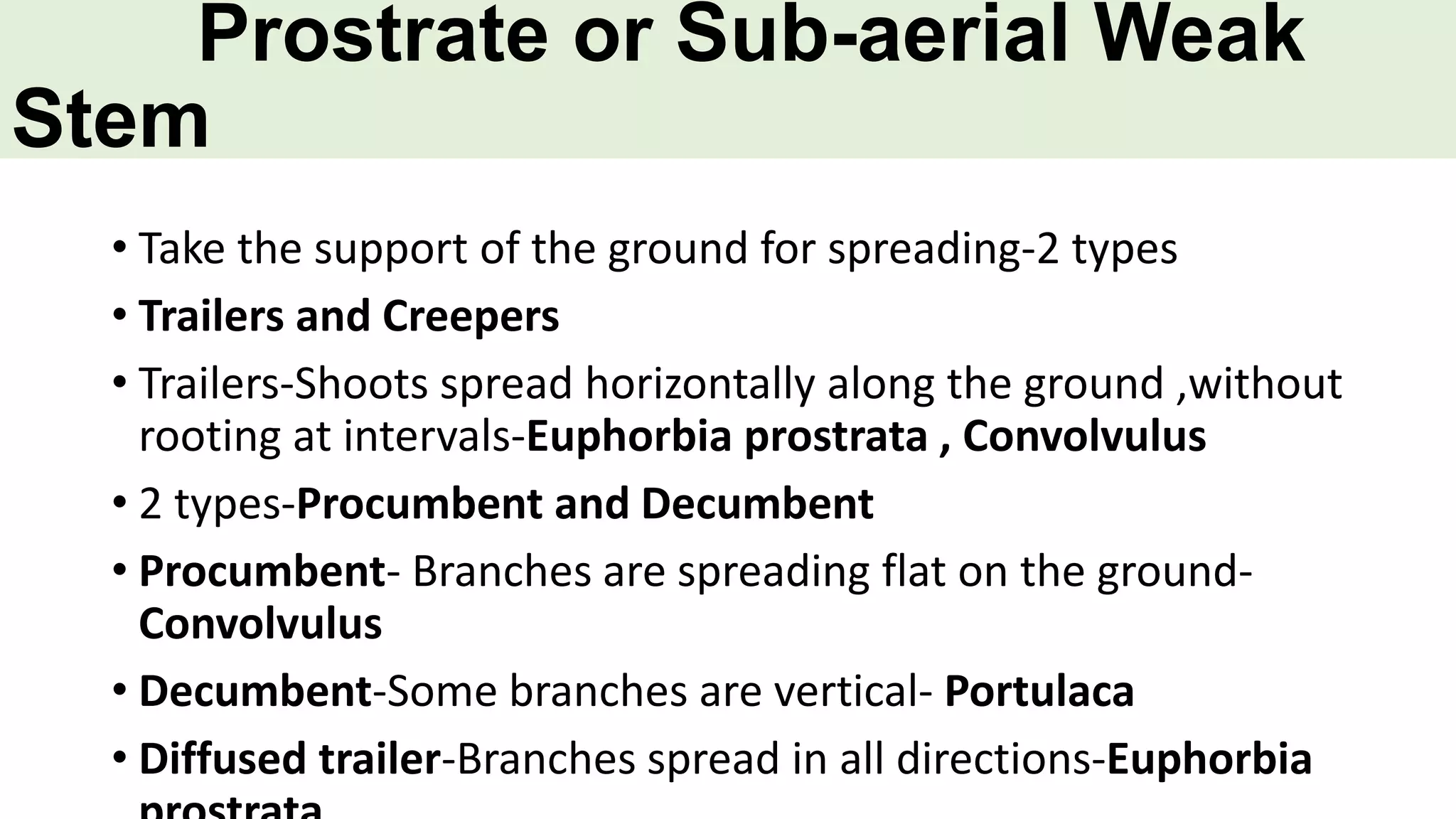 Modification of stem | PPTX
