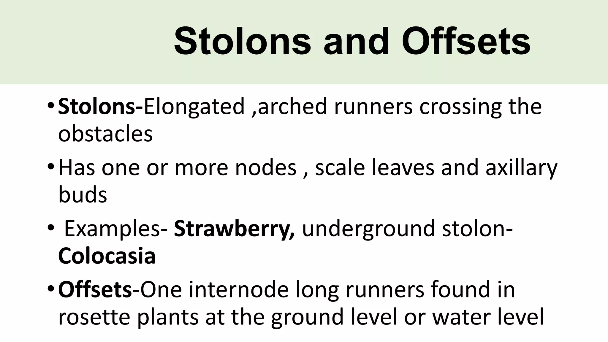 Modification of stem | PPTX