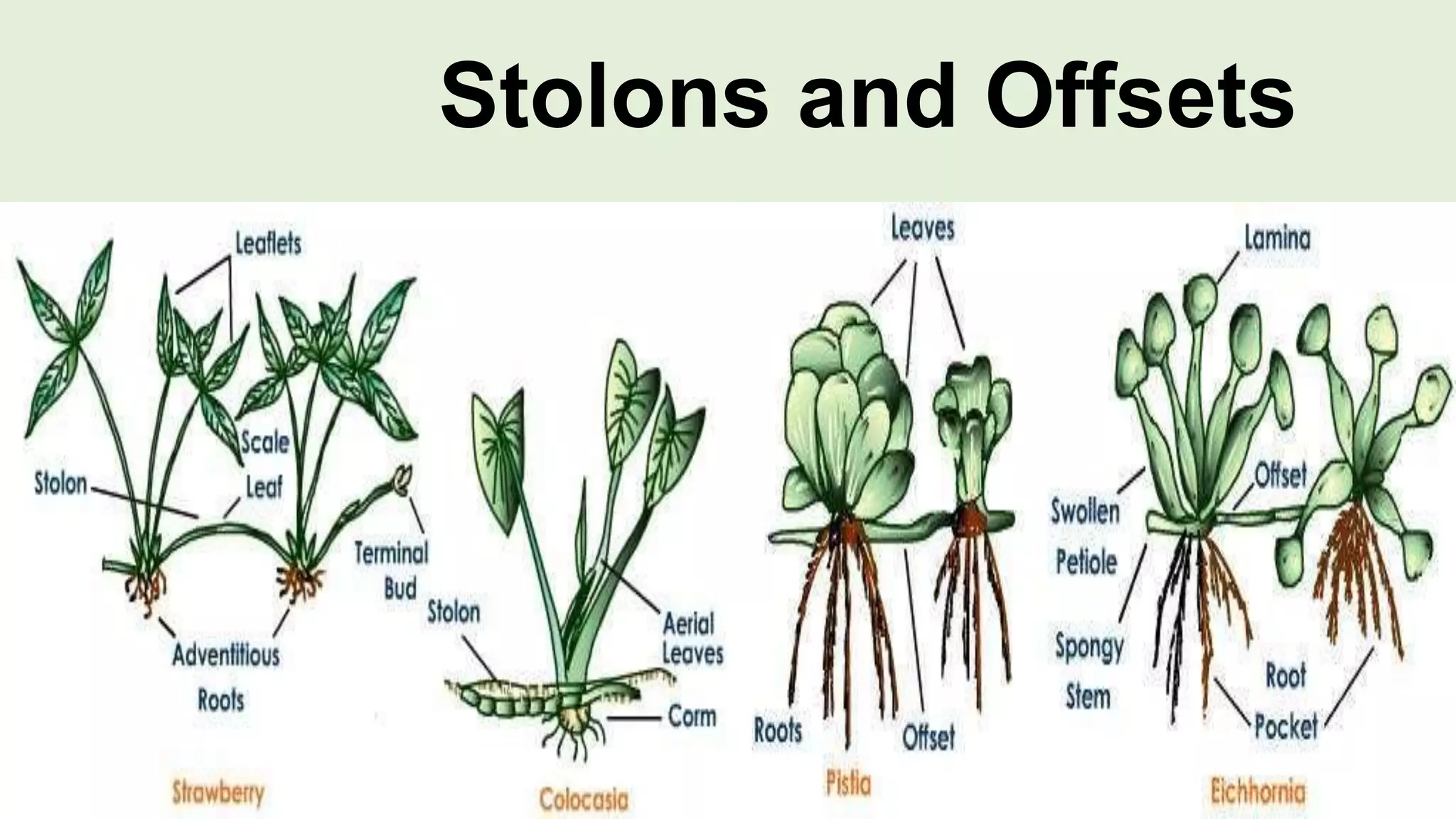 Modification of stem | PPTX