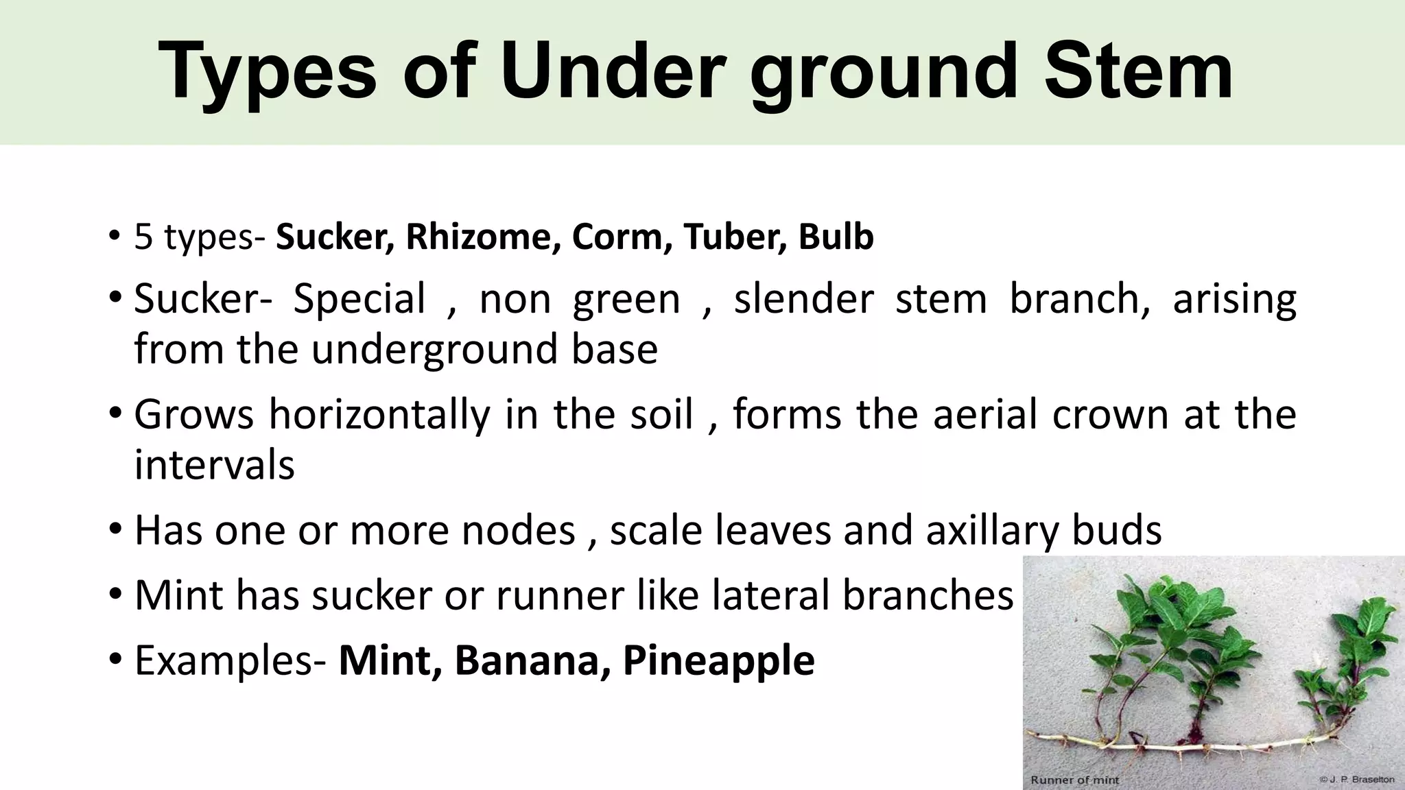 Modification of stem | PPTX