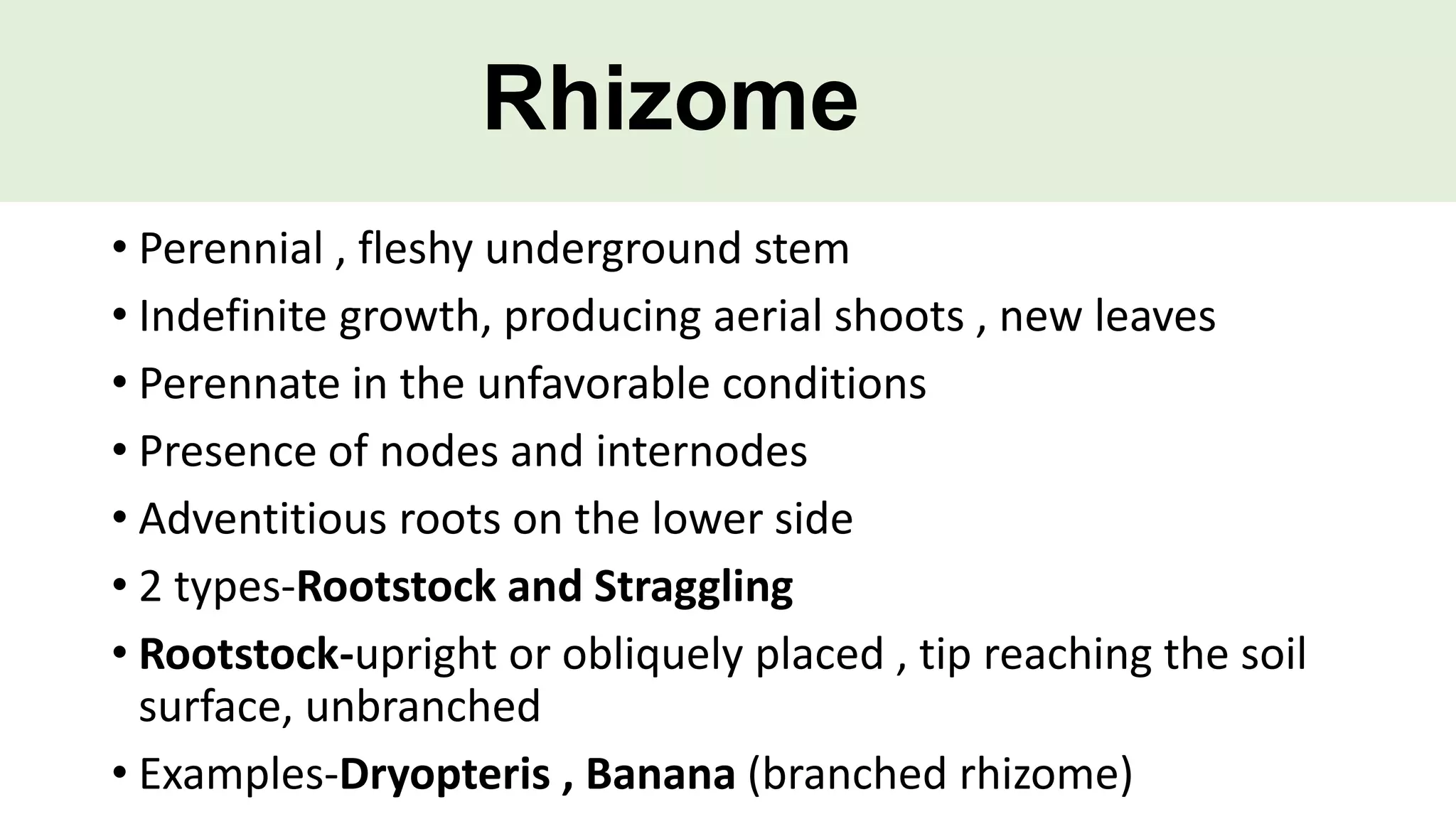 Modification of stem | PPTX