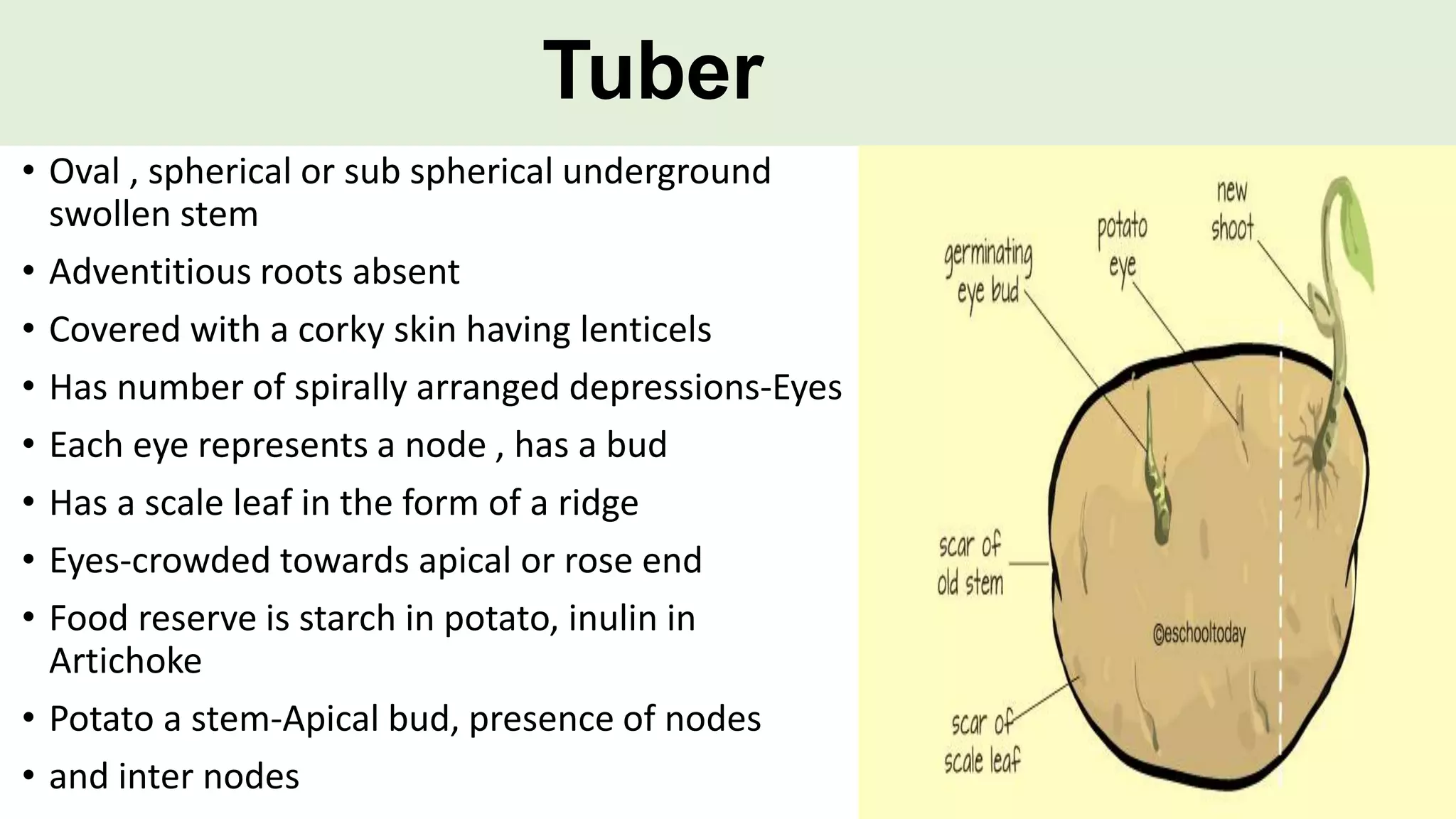 Modification of stem | PPTX