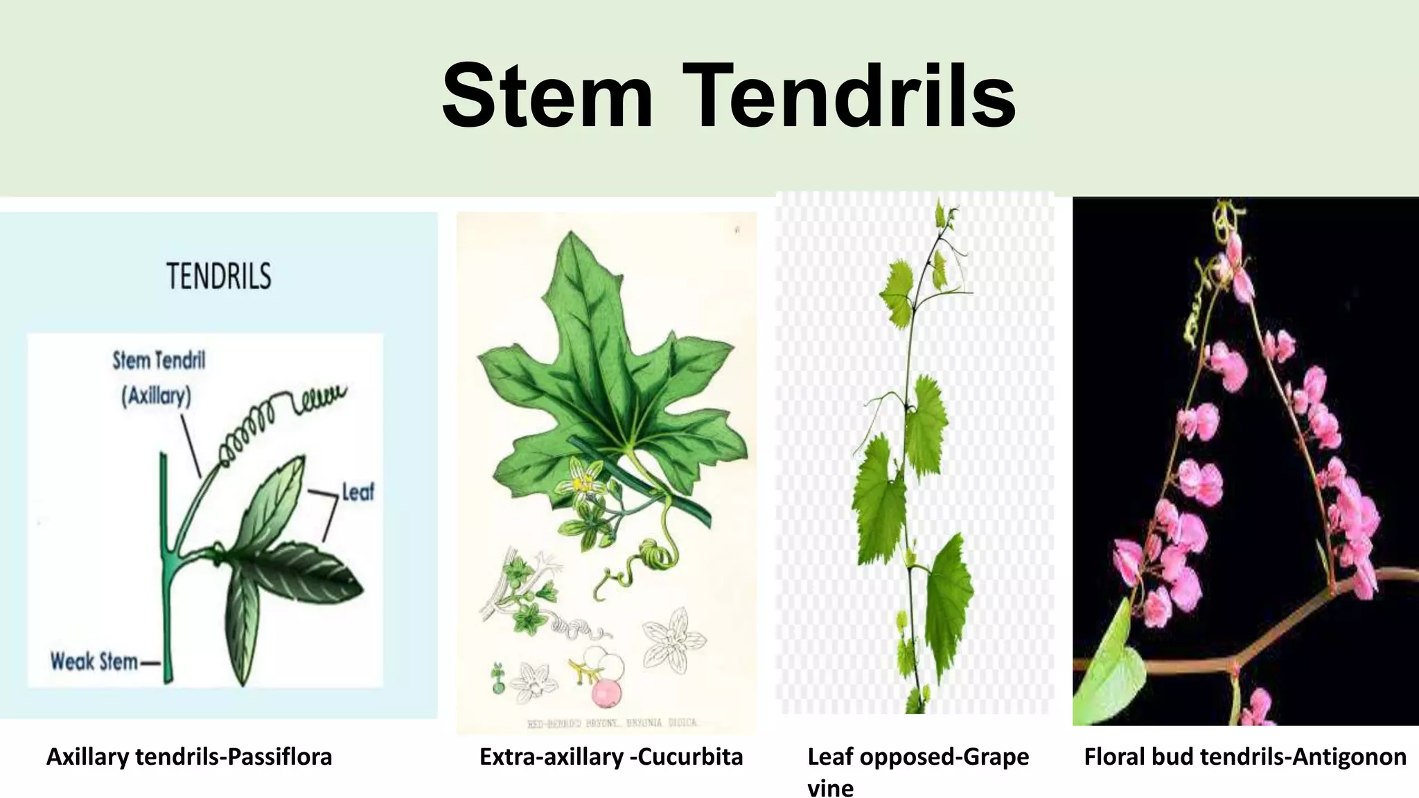 Modification of stem | PPTX