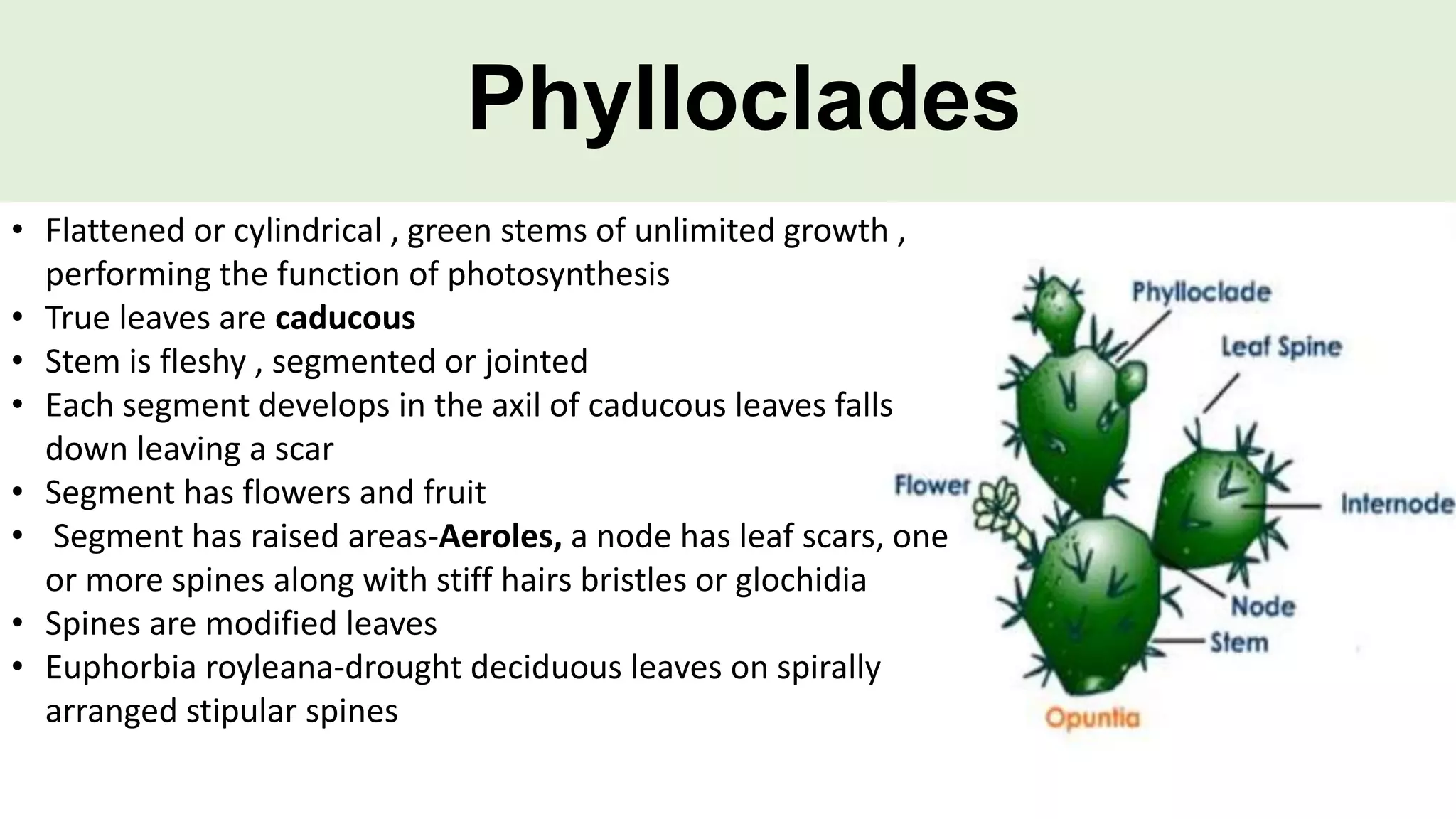 Modification of stem | PPTX