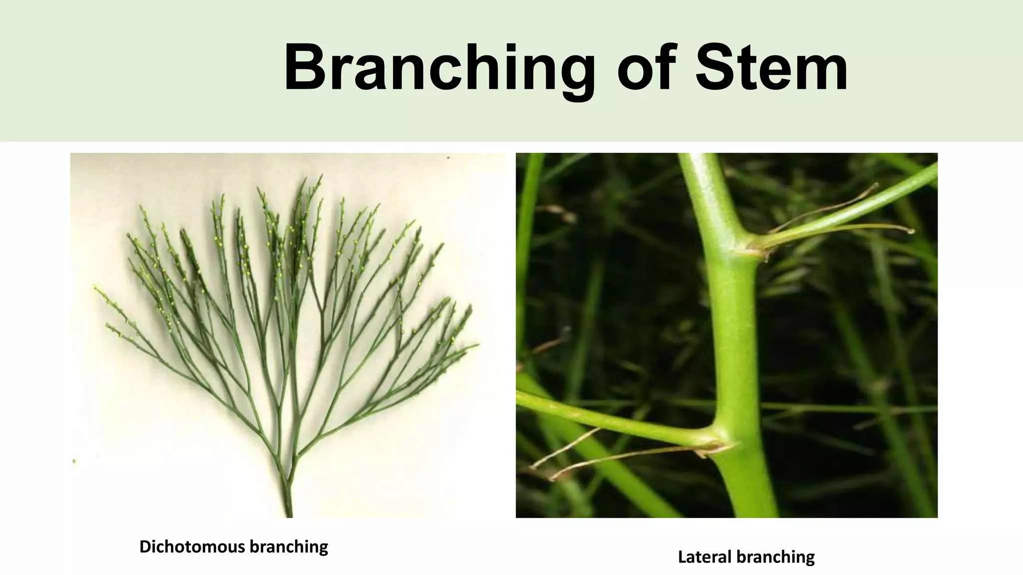 Modification of stem | PPTX