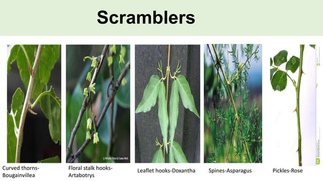 Modification of stem | PPTX | Gardening | Home & Garden