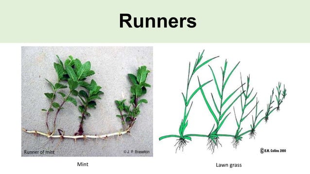 Modification of stem | PPTX | Gardening | Home & Garden