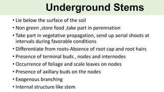 Modification of stem | PPTX