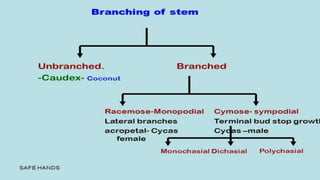 Modification of stem | PPTX