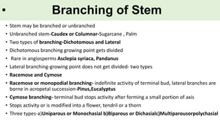 Modification of stem | PPTX