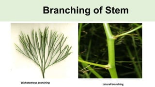 Modification of stem | PPTX