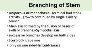 Modification of stem | PPTX