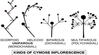 Modification of stem | PPTX